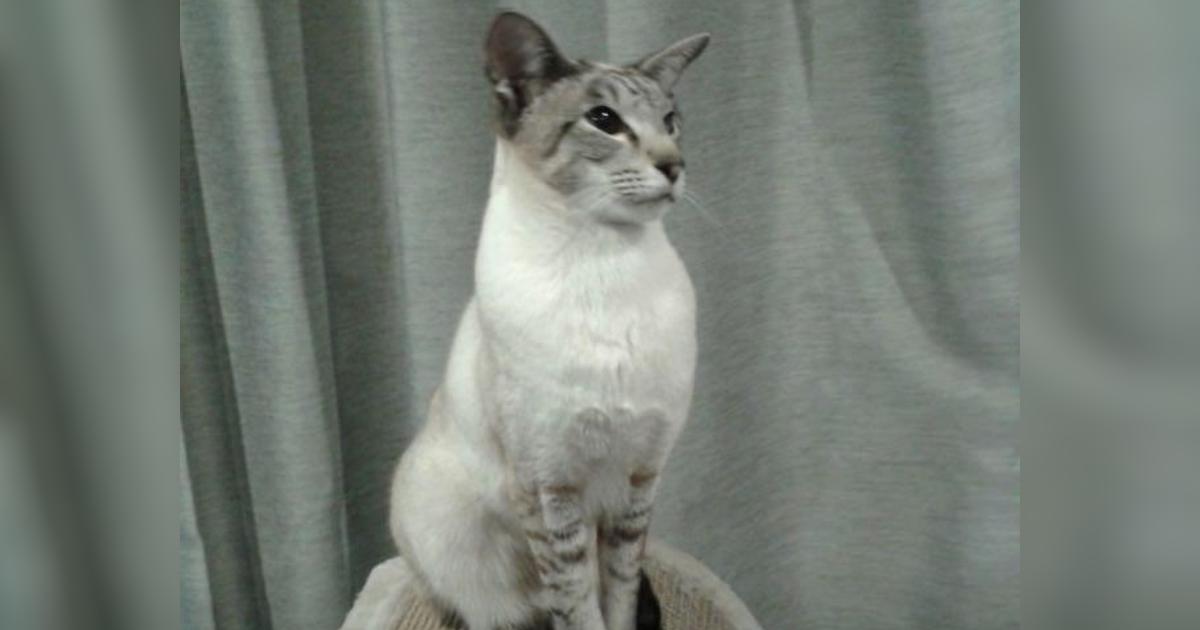 Simba got seriously sick. - Givealittle