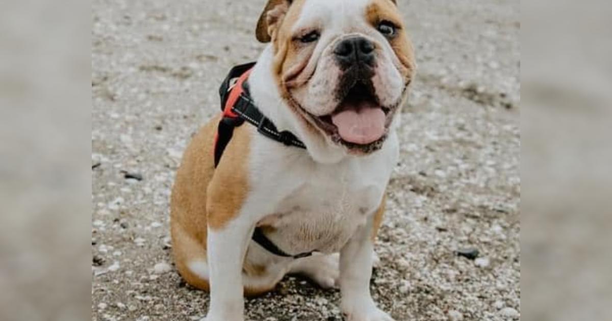 Please help our Rumbles - Givealittle