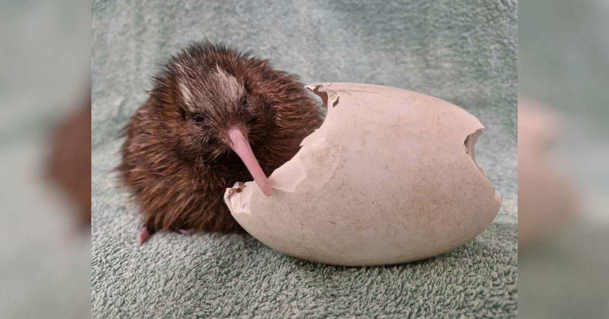 Pukaha Mount Bruce - Givealittle