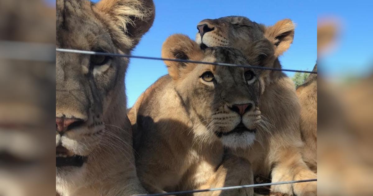 Rescue and recovery mission of two female lioness and a lonely male 女 ...