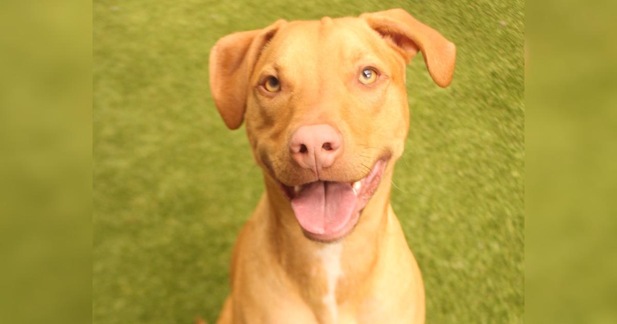 Our little Hank is on a new Journey fighting for his life :( - Givealittle