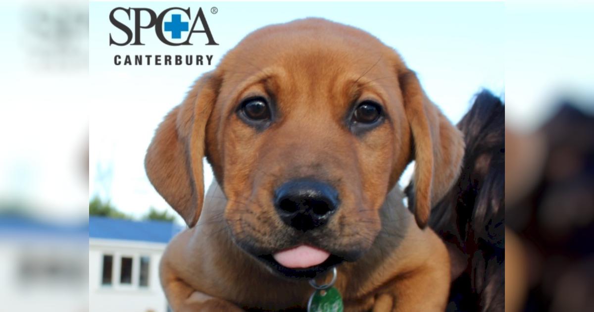 Team SPCA Canterbury - Mud Sweat and Tears - Givealittle