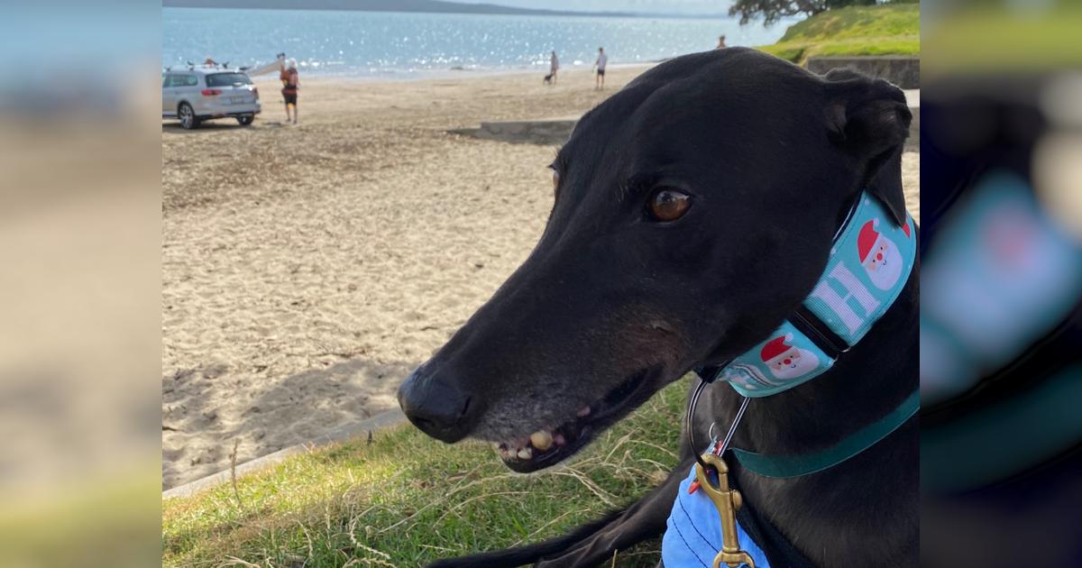 Razor the greyhound needs your help please - Givealittle