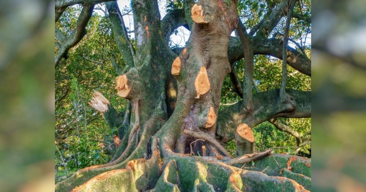 Please support the legal challenge to save hundreds of trees at Ōtāhuhu ...