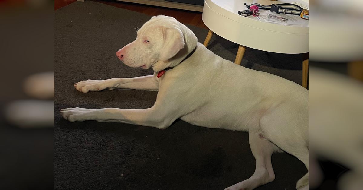 Please help our gentle giant - Givealittle