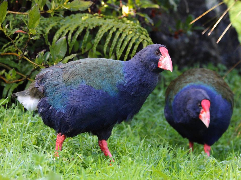 Pukaha Mount Bruce - Givealittle