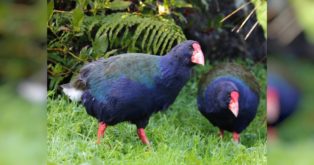 Pukaha Mount Bruce - Givealittle