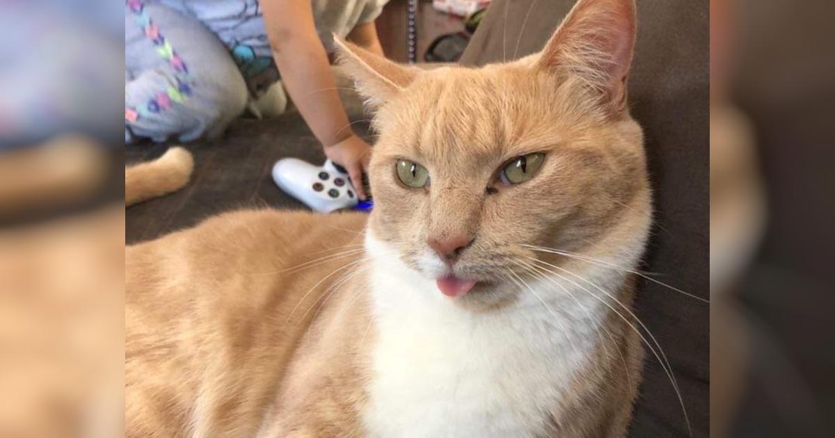 Help Tigger Pay for a Life Saving Surgery - Givealittle