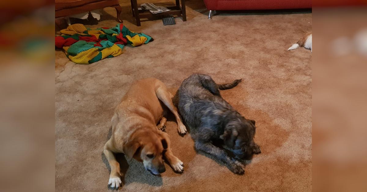 Help Goofy - Givealittle