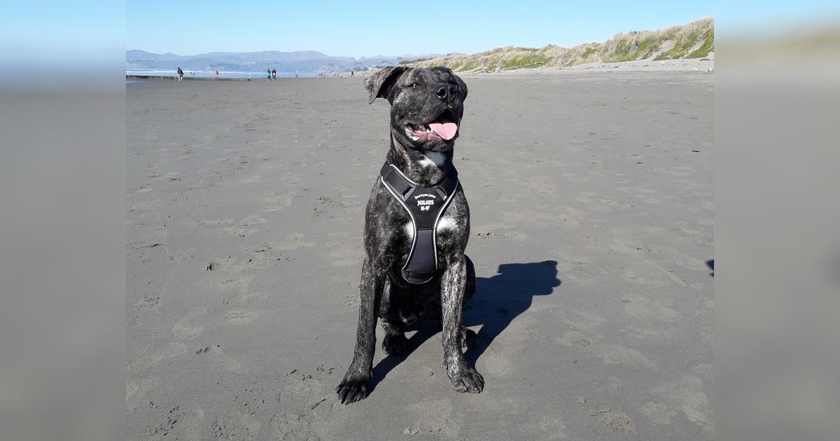 Vulcan needs surgery - Givealittle