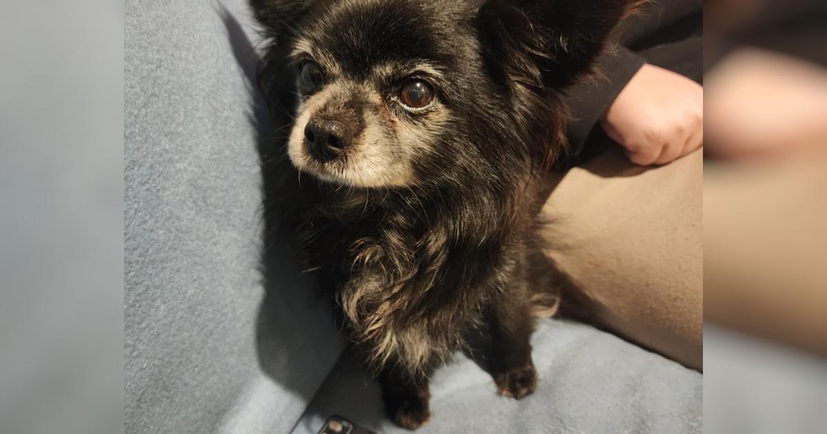 Help save buddy (family pet) - Givealittle
