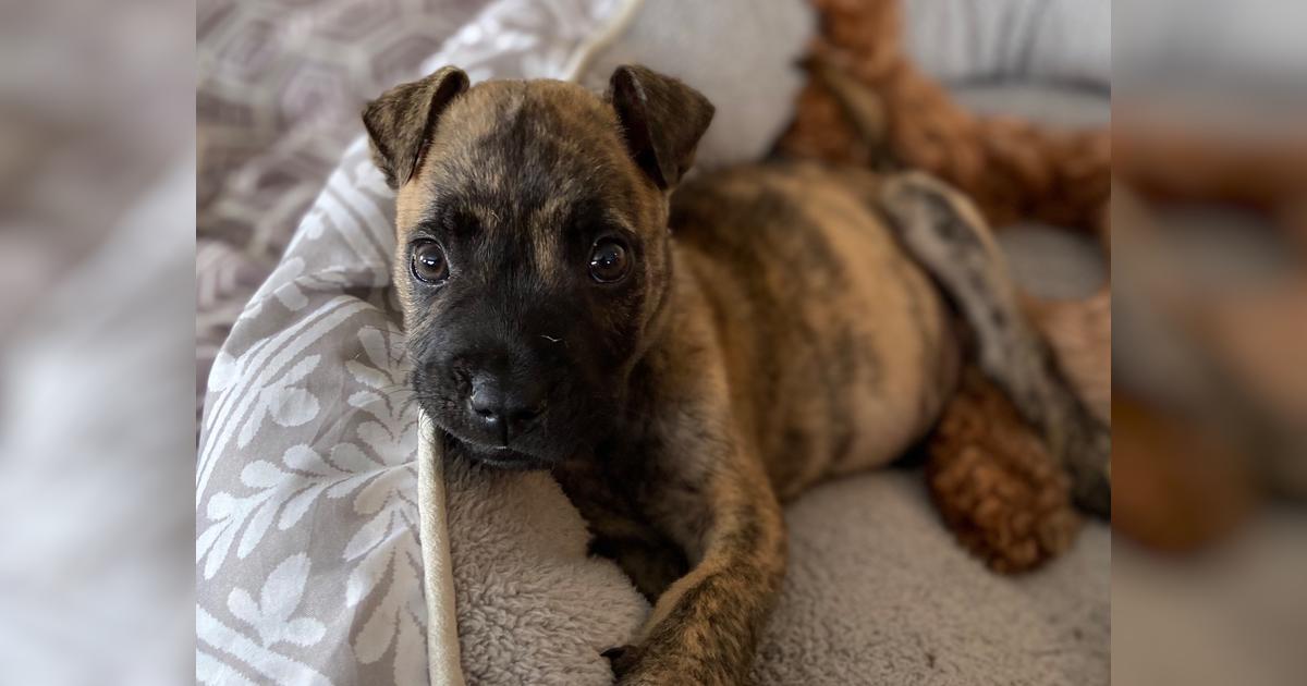 RRR - Rescue Revive Rehome - Canine - Givealittle