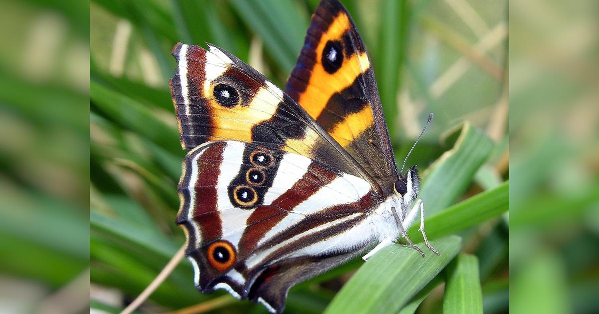 Save the Forest Ringlet!!! - Givealittle