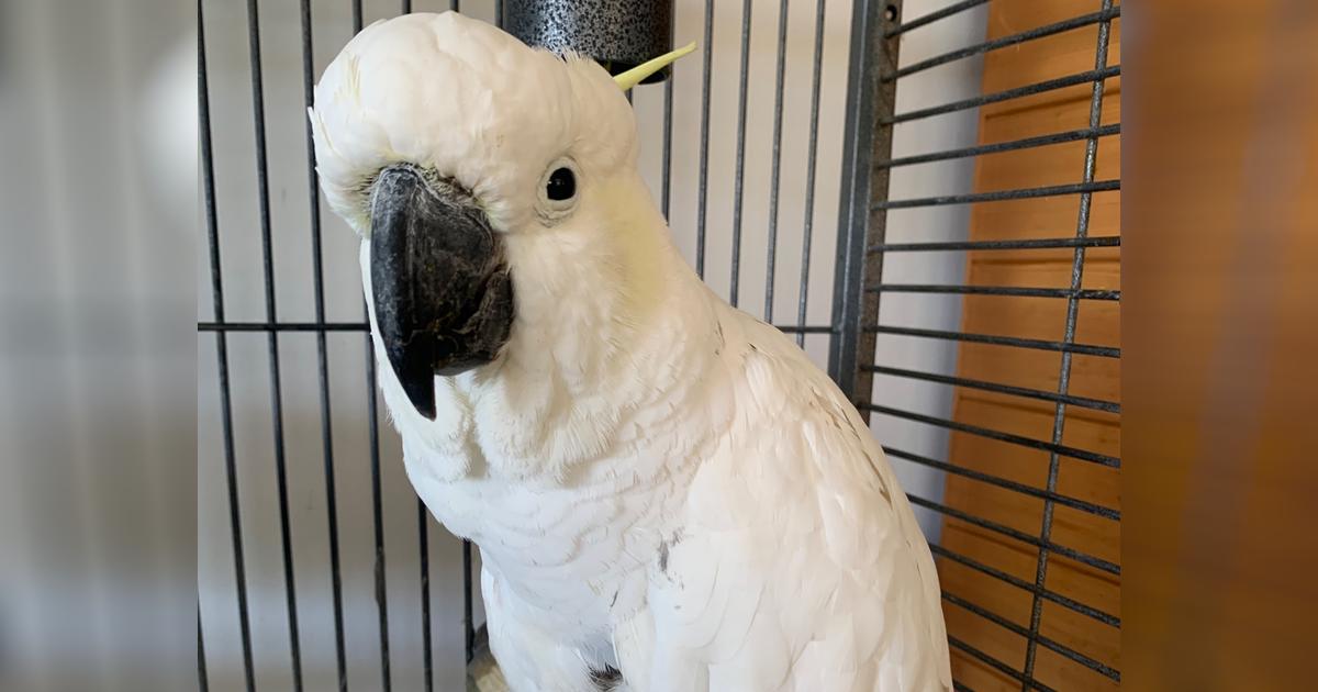 Please help save Levi… I love him so much! I do not want to put him to ...
