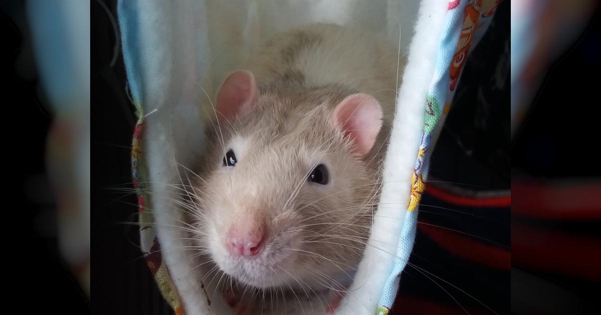 Help Johnny (and Dennis) get neutered ᘛ⁐̤ᕐᐷ - Givealittle