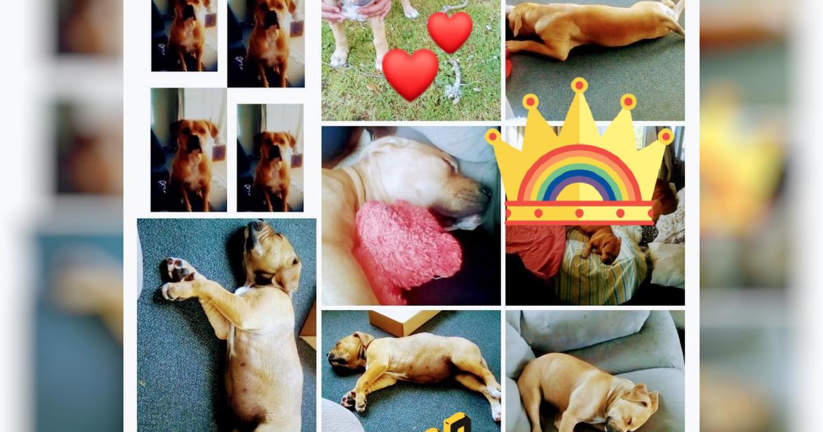 Help Bring Anarchy & Ahgamemnon Home - Givealittle