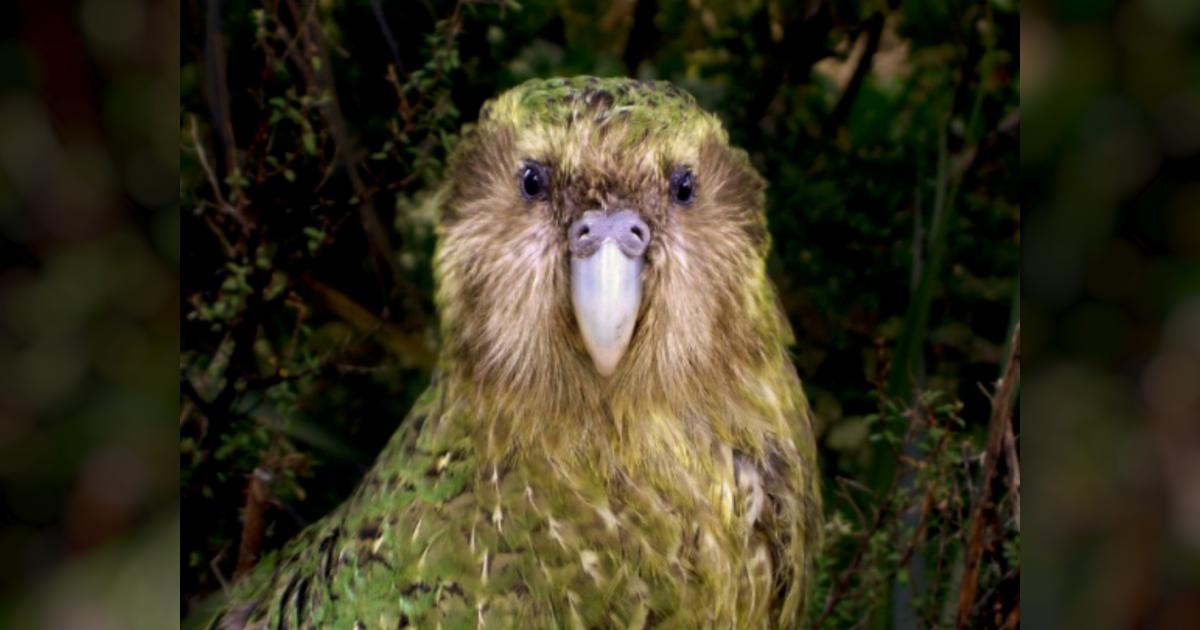 Help The Kakapo Chicks! - Givealittle