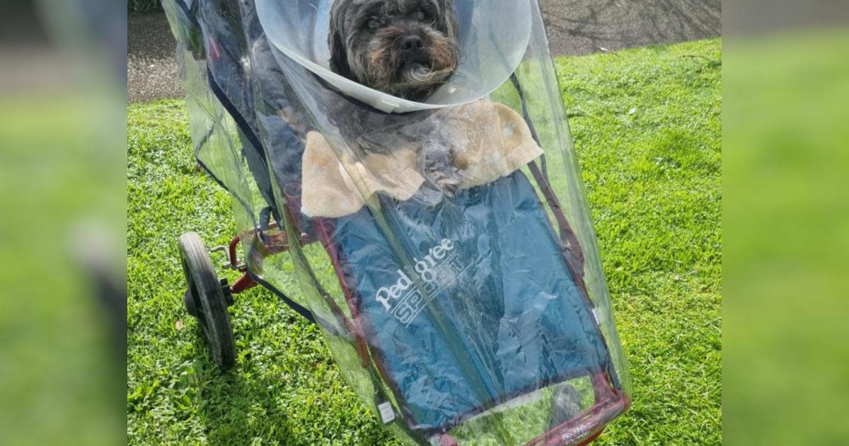 Urgent surgery for Wiggy dog – Please help if you can - Givealittle