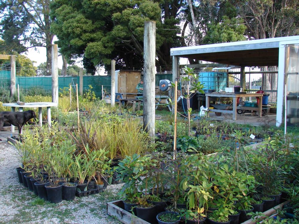 Growing trees for community spaces - Givealittle