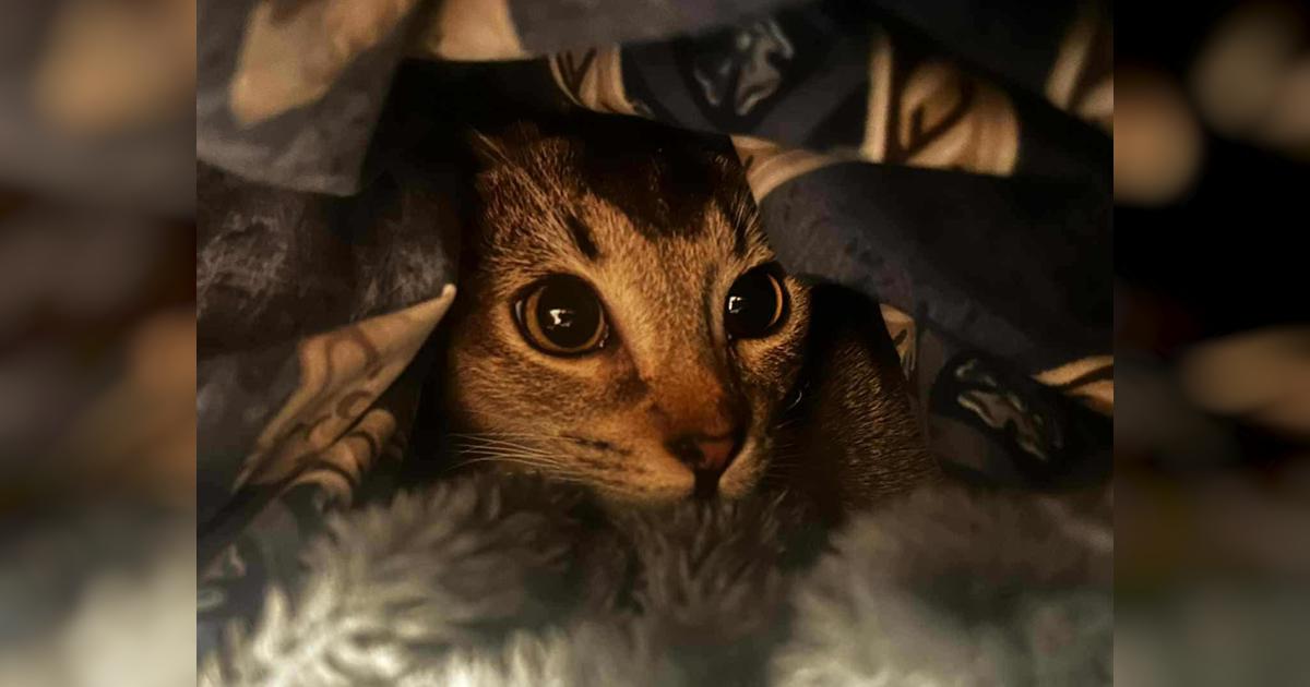 Possum needs your help - Givealittle
