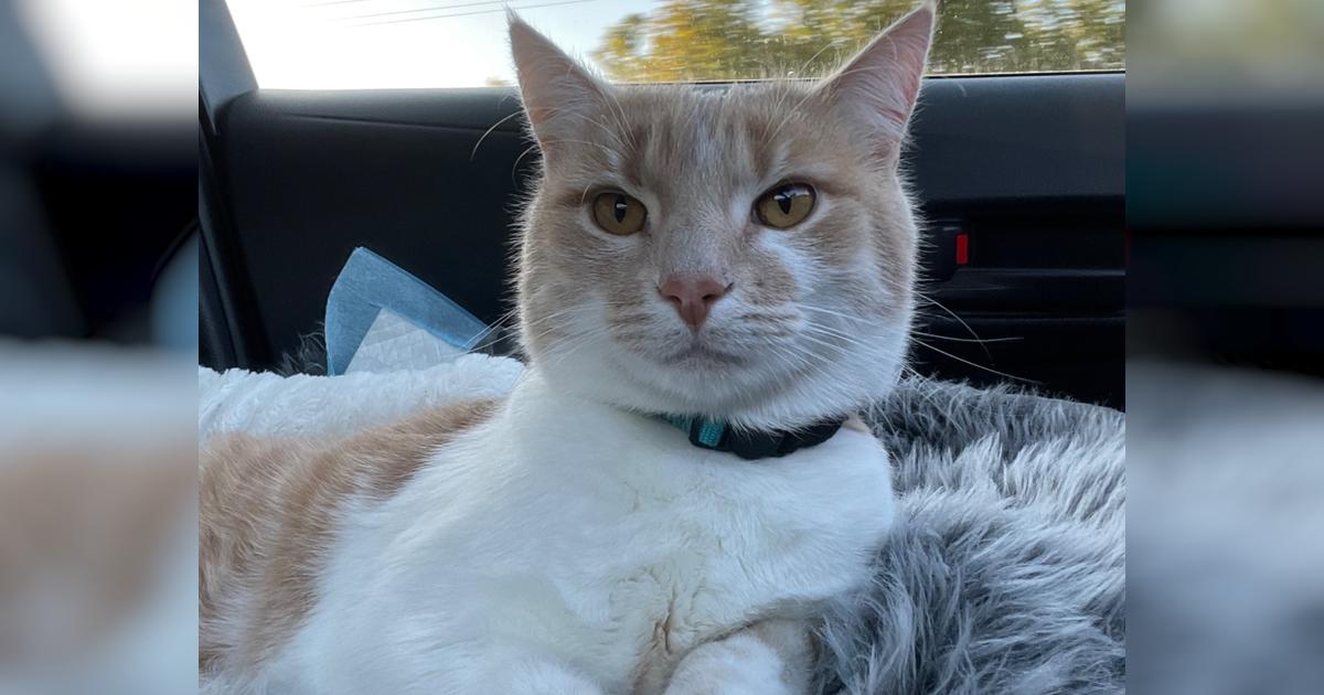 Dixie the fighter - Givealittle