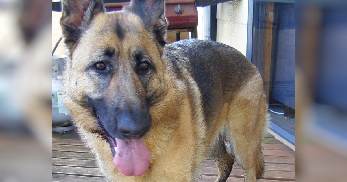 Gabi Dogs New Elbow - Givealittle