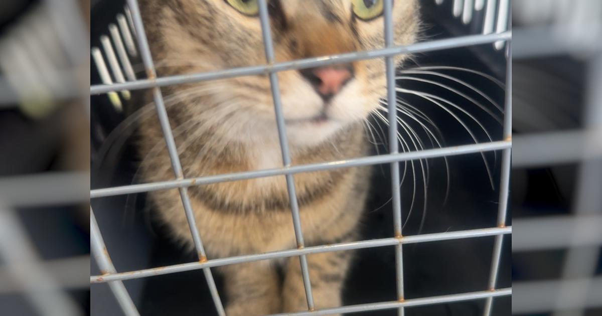 Help Mister and Tigger get the care they deserve‼️ - Givealittle