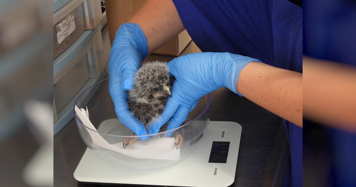 Baby Bird Season Appeal - Givealittle
