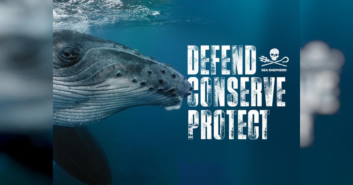 Fighting to Protect our Oceans - Givealittle