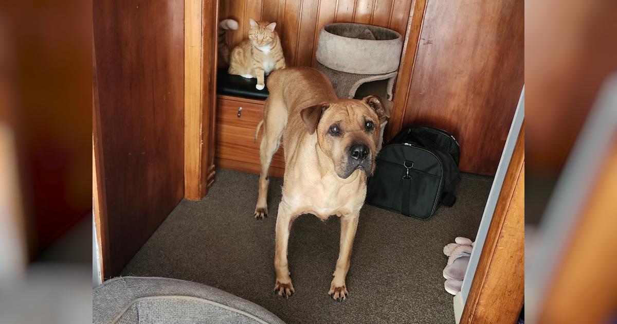 Please help my dog "Top" Fight Cancer - Givealittle