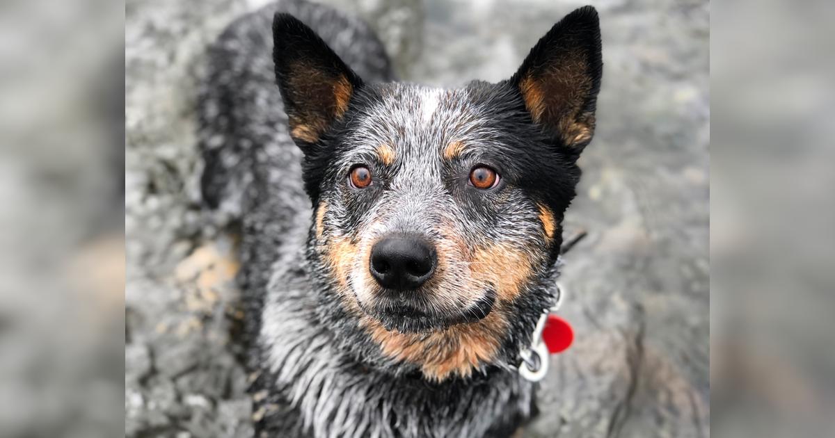 Emergency surgery for Moose - Givealittle