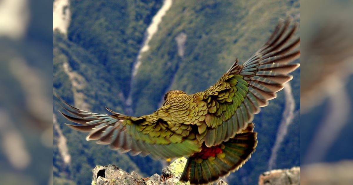 100 Miles for Kea Conservation - Givealittle