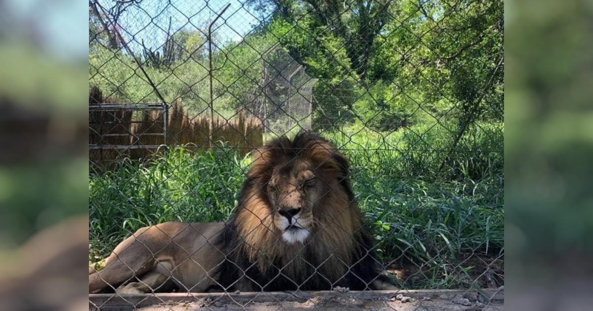 Operation Zulu: Lion Rescue And Relocation Mission! - Givealittle