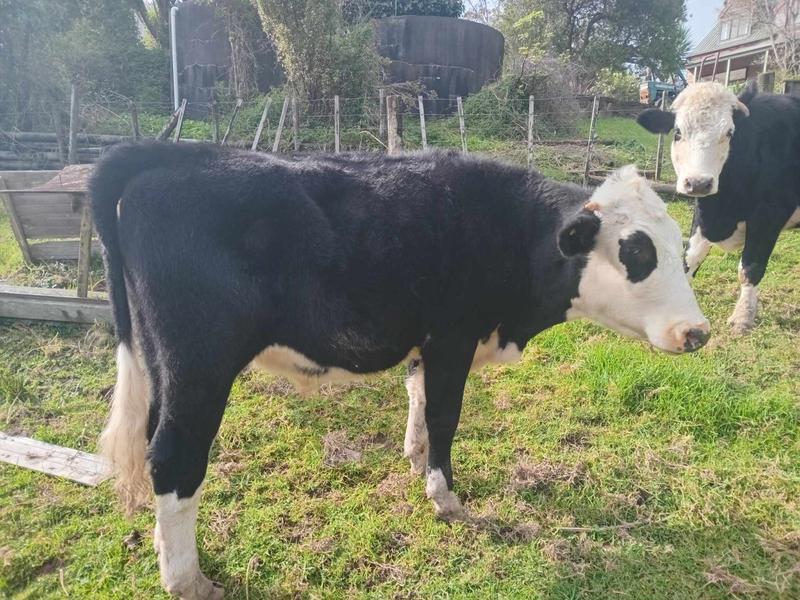 GIVE RESCUED COWS A LONG SAFE LIFE - Updates - Givealittle