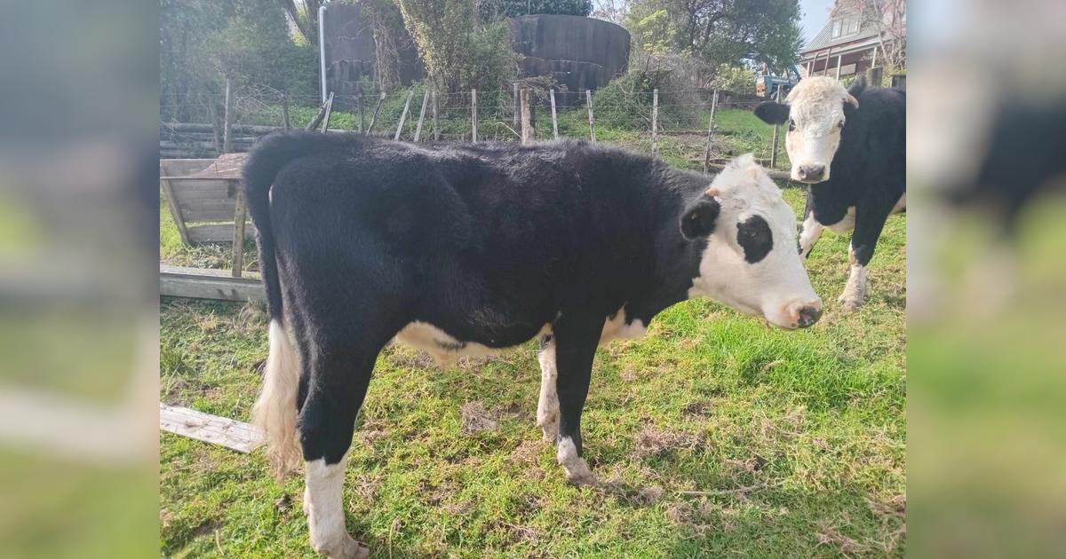 GIVE RESCUED COWS A LONG SAFE LIFE - Givealittle