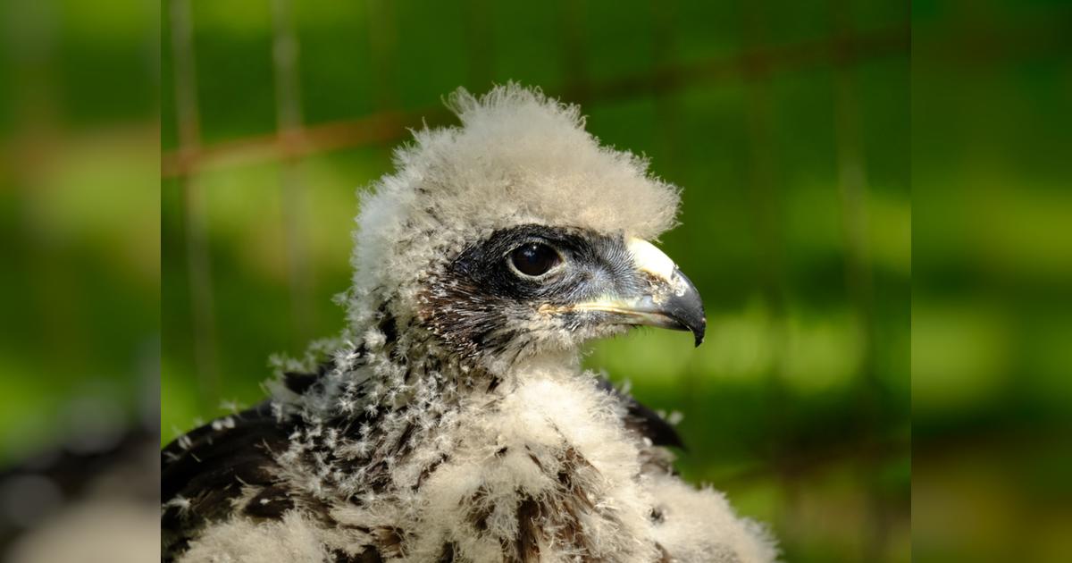New Zealand Raptor Conservation - Givealittle