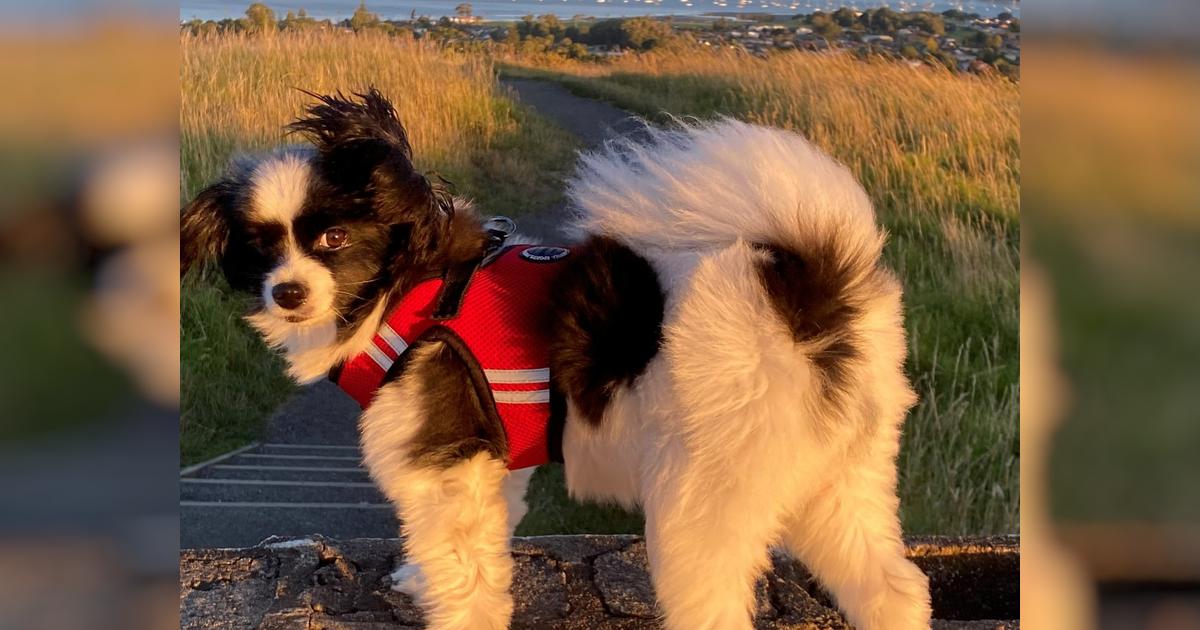 Suzy, the dog, was attacked and killed: Support with hospital bills and ...