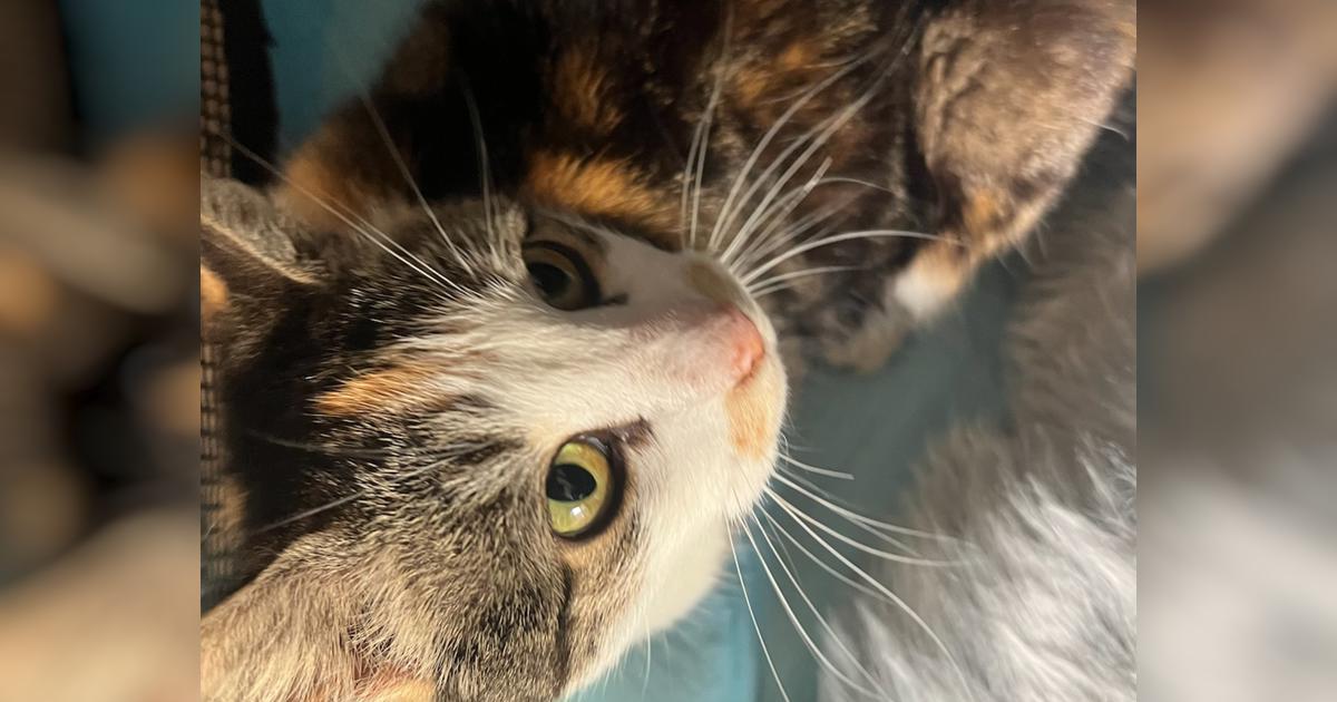 Cleo the cat's leg amputation - Givealittle