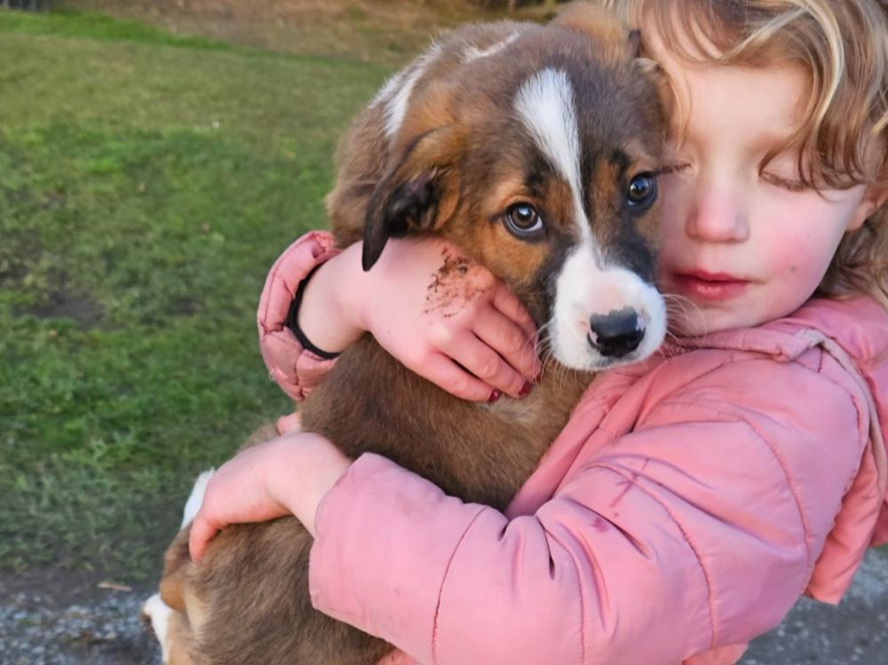 Help save Spot - Givealittle