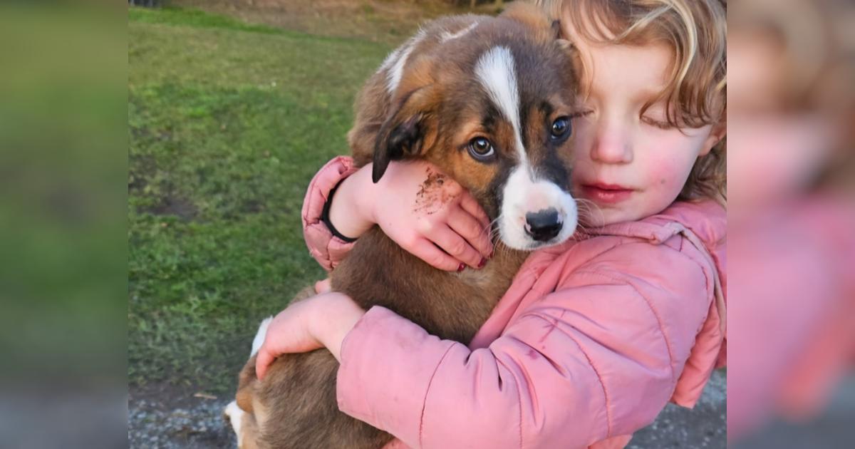 Help save Spot - Givealittle