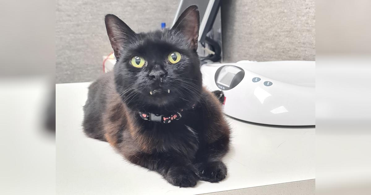 Our Angel Cola crossing the Rainbow Bridge - Givealittle