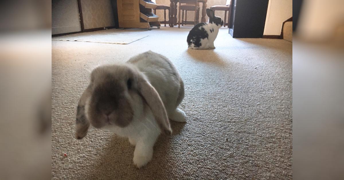 Get a personalised pet portrait while saving a rabbit's life ...