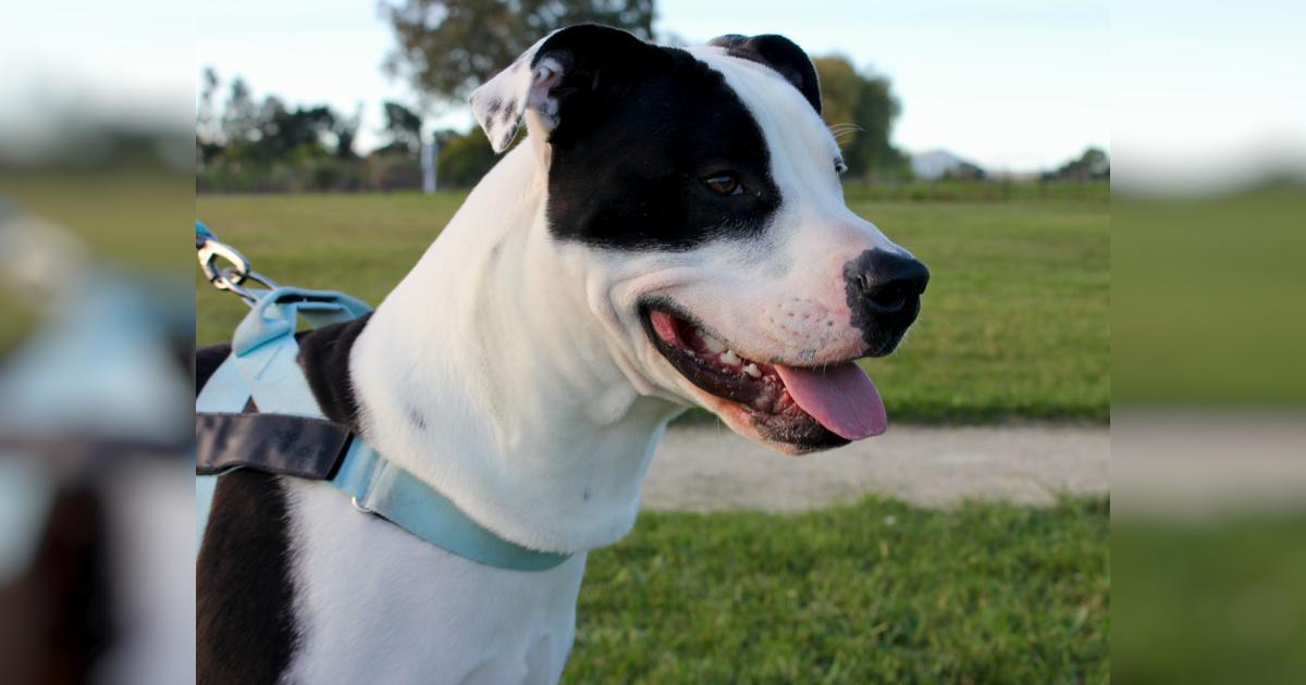 Help Moose – Lets Get Him The Surgery He Needs! - Givealittle