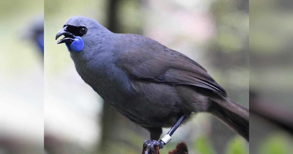 Our Native Birds Need You - Givealittle