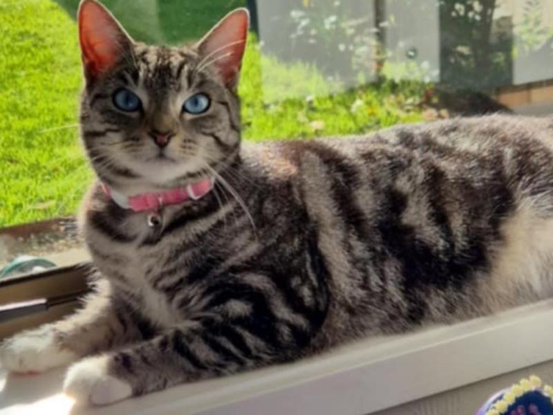 Bluey survived being run over and needs your help to recover - Updates ...