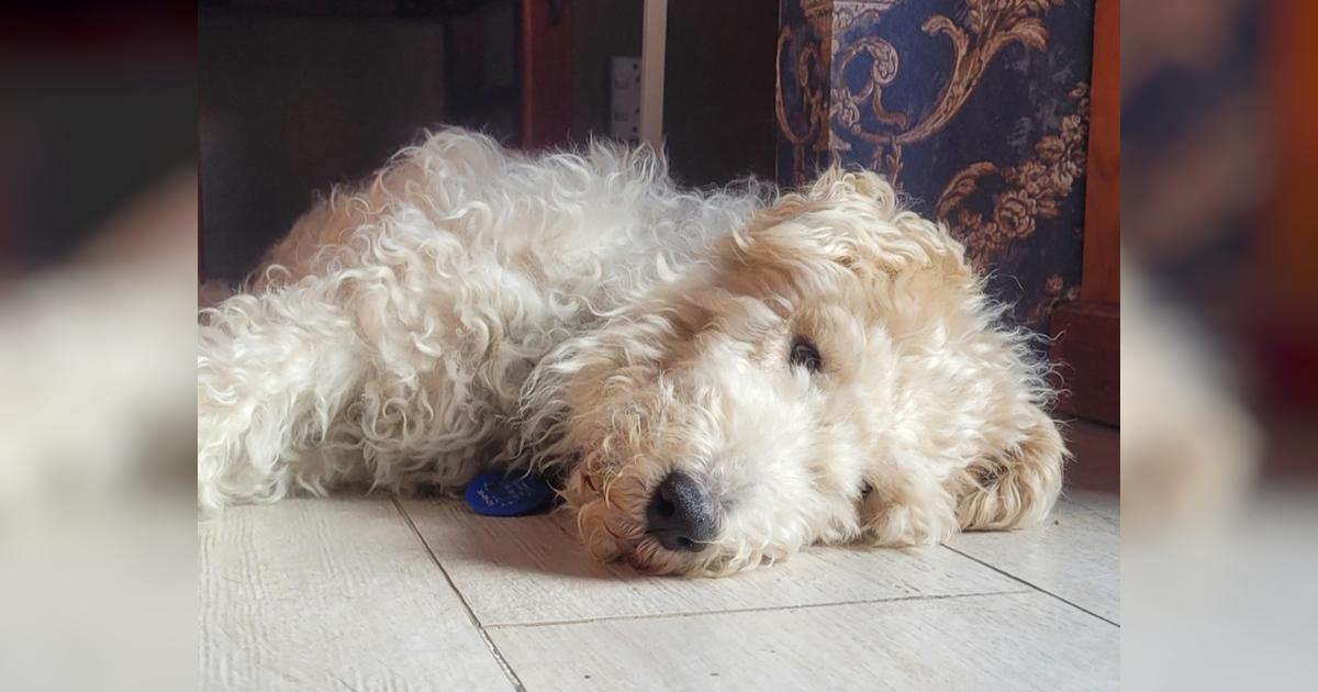 Help Ponczka the lotto dog with her unexpected vet bills - Givealittle