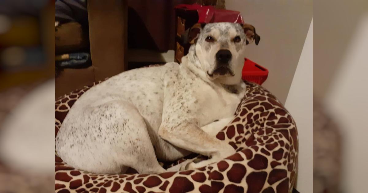 Cleatis' Much Needed Operation!!! - Givealittle