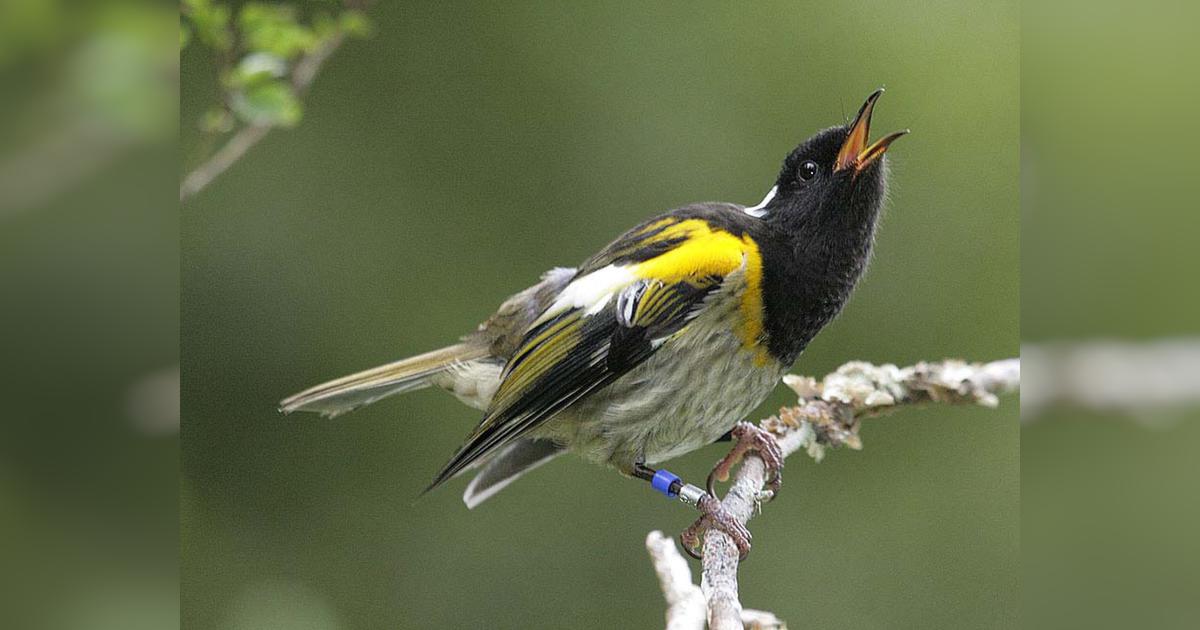 Hihi Conservation and Ecology: helping save New Zealand's most ...