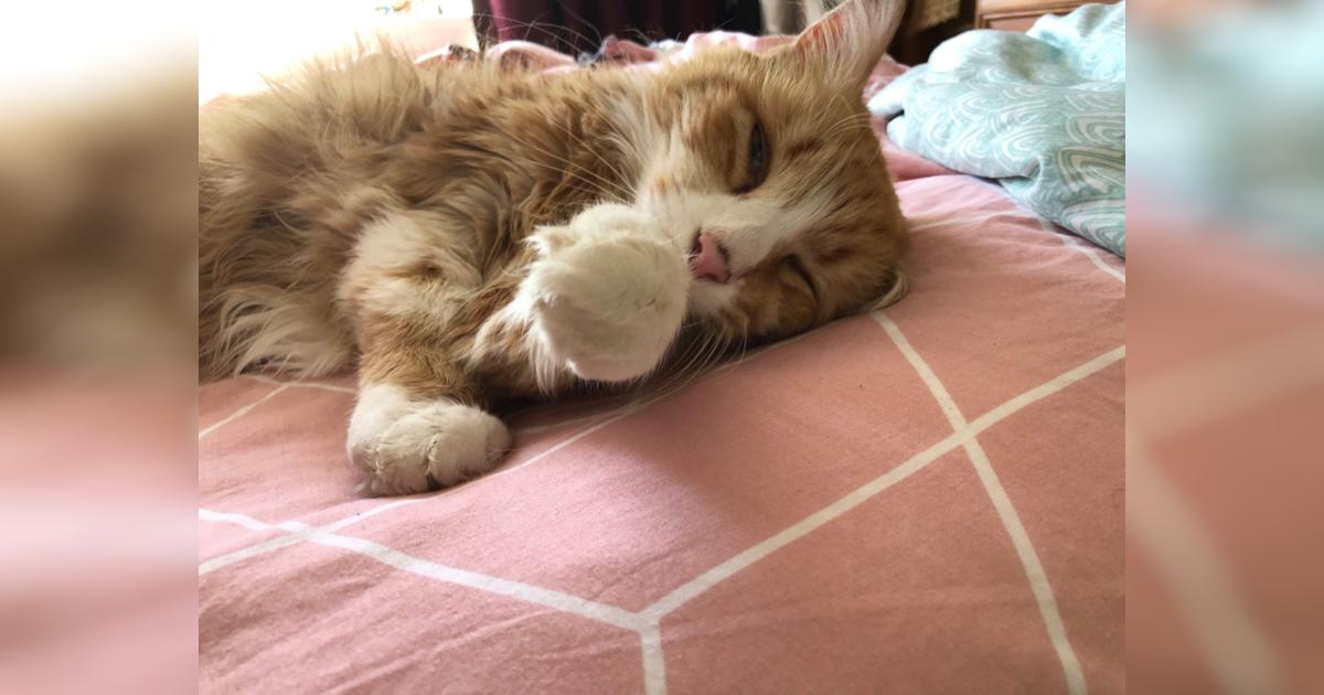 HELP US SAVE CHARLIE - Givealittle