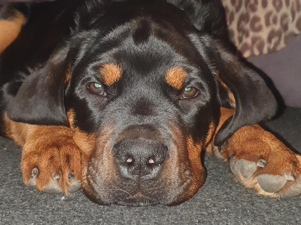 My wobbly fur baby needs surgery - Givealittle